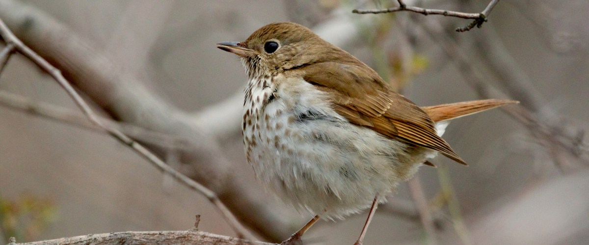 Hermit Thrush – Catharus guttatus – L'Oiseau son